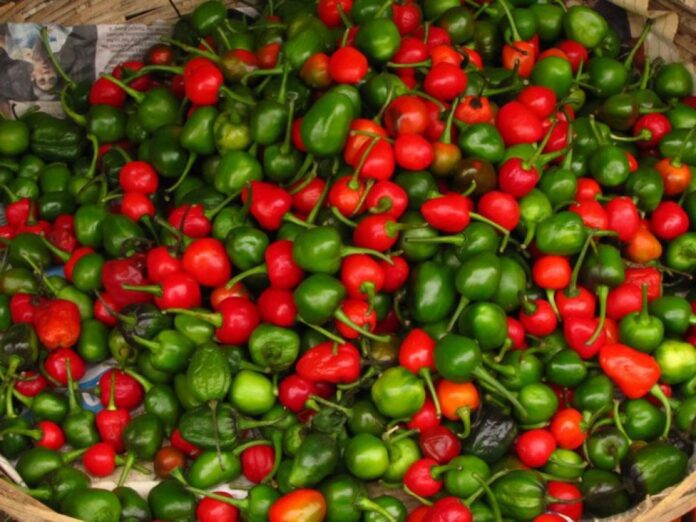 डल्ले खुर्सानी स्वास्थका लागि पनि उतिकै फाइदा जनक - Swaviman Nepal